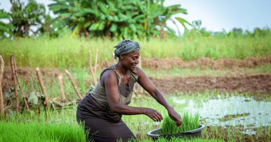 Risk and resilience: Agricultural adaptation to climate change in ...